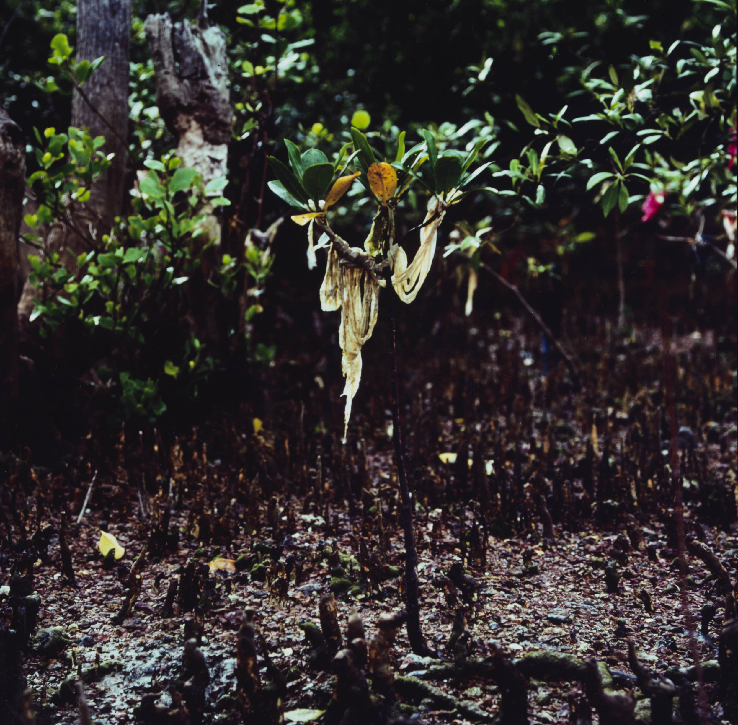 Simryn Gill, Channel # 20 (detail) 2014 © Simryn Gill